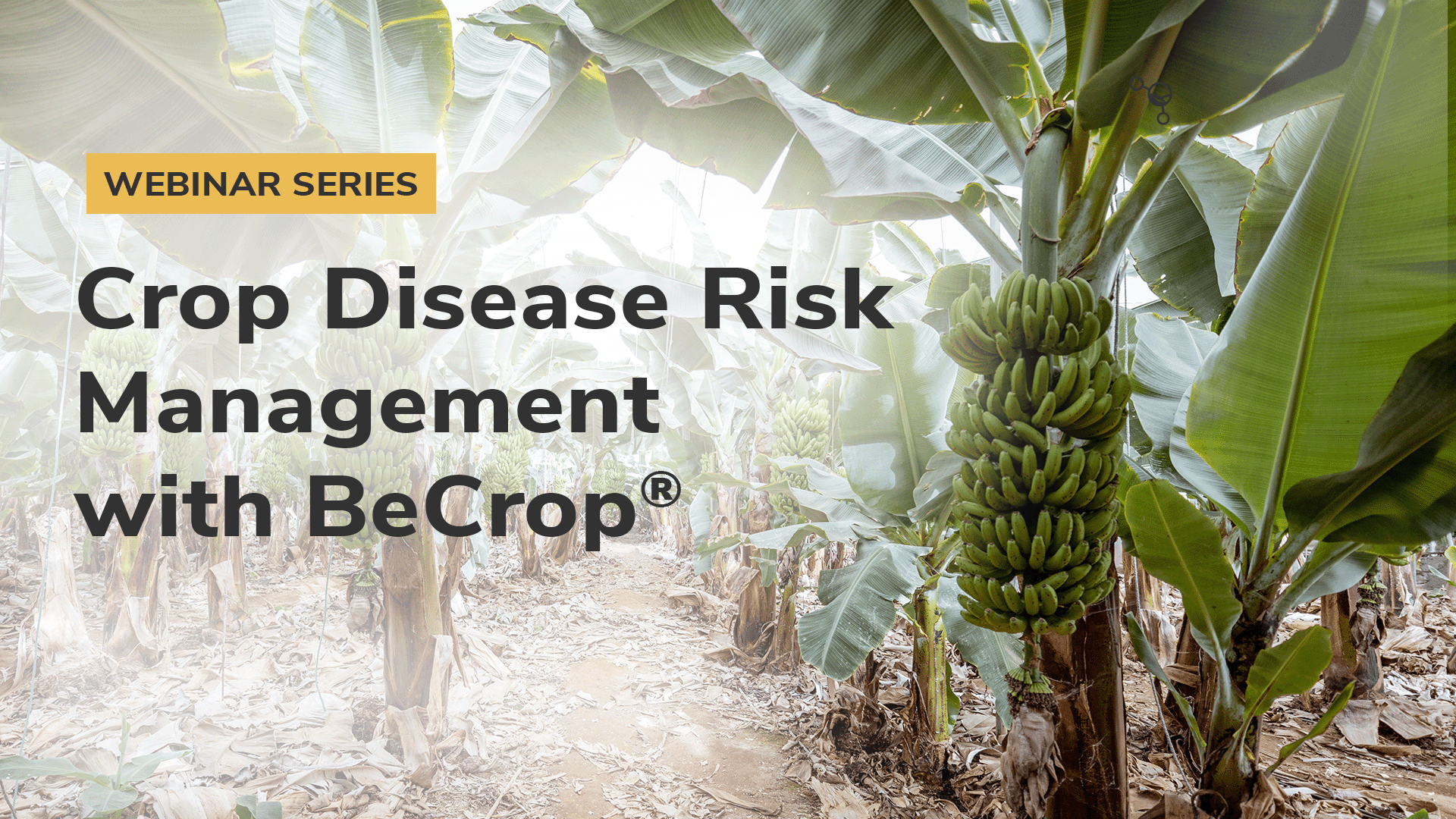 Thank You for Downloading! On Demand Webinar: Crop Disease Risk Management with BeCrop®